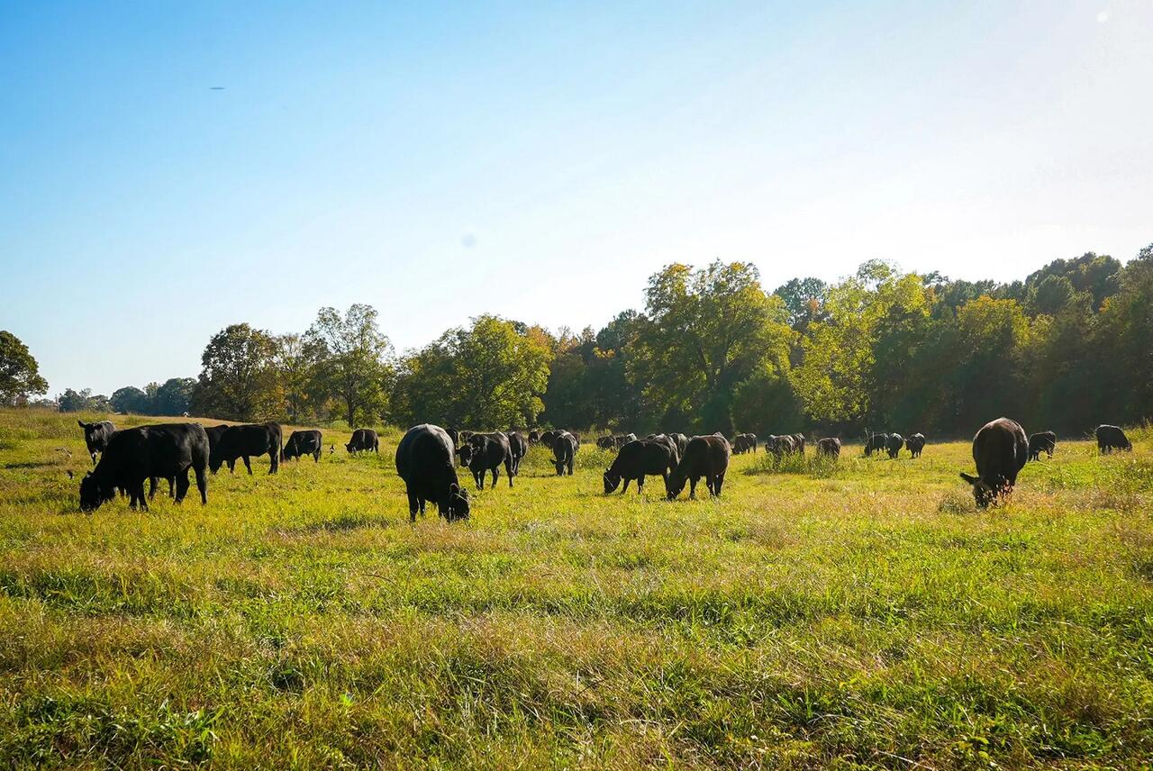 As US Cattle Ranchers Go Out Of Business, One Family Found A Way To ...
