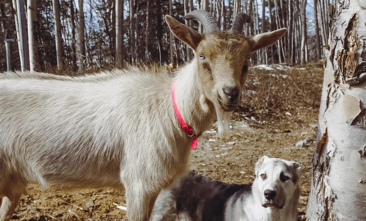 Holdfast Alaska: The Family That Chose To Homestead In The Alaskan ...