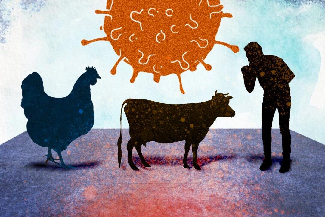 Gain-of-Function May Explain Bird Flu Jump To Cows And Humans - Thee RANT