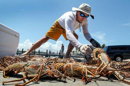 Lobster-Chasers Gather In Florida For The Thrill Of The Early Hunt ...