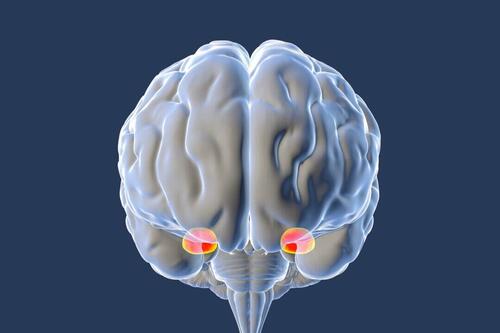 Why Your Brain Overreacts To Fear - And How To Fix It | ZeroHedge
