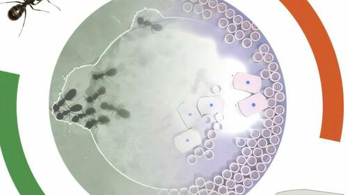 Harvard Creates Robot Ants That Work Like Real Insects To Build And ...